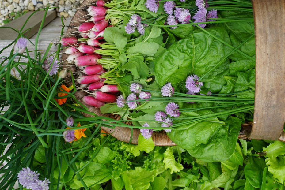 5 Tips for Growing Perfect French Breakfast Radishes • Gardenary