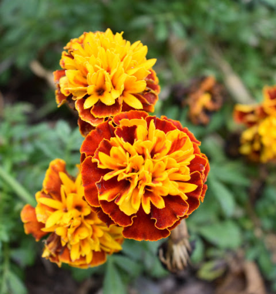 Your Guide To Planting Flowers In A Vegetable Garden Gardenary