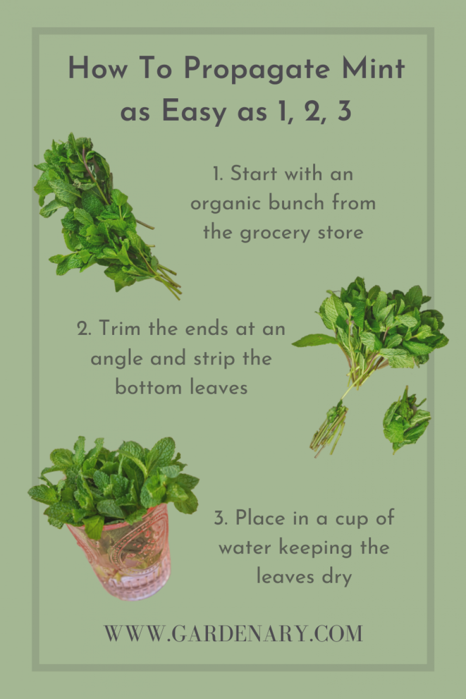 How to Successfully Propagate Mint in 3 Easy Steps • Gardenary