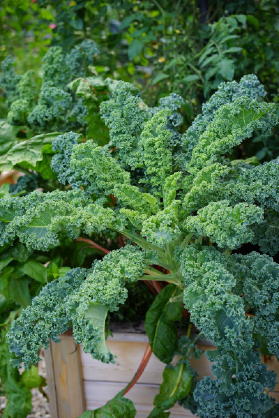 Your Ultimate Guide to Growing Kale • Gardenary
