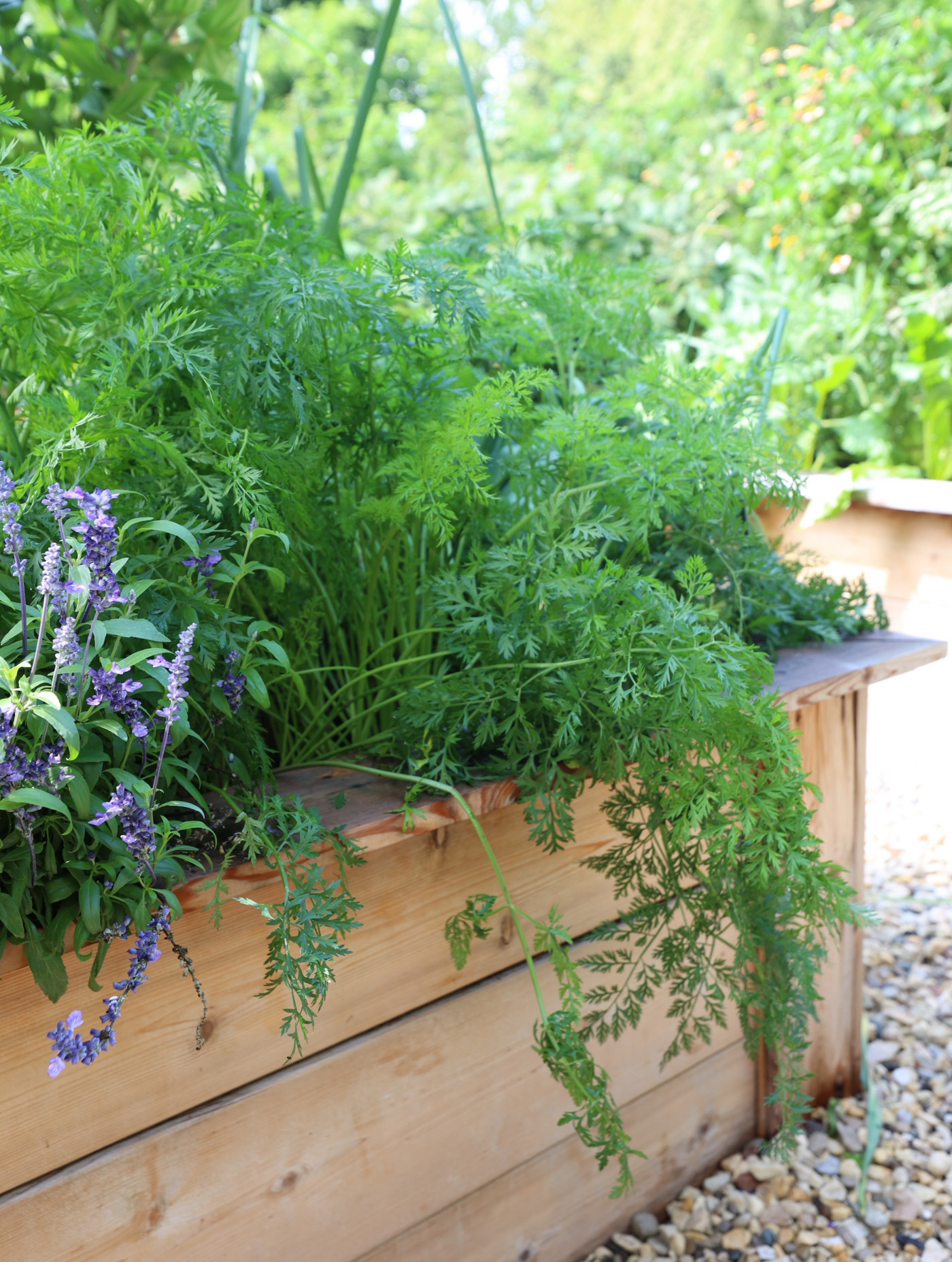 How to Grow Organic Carrots in a Raised-Bed Kitchen Garden • Gardenary