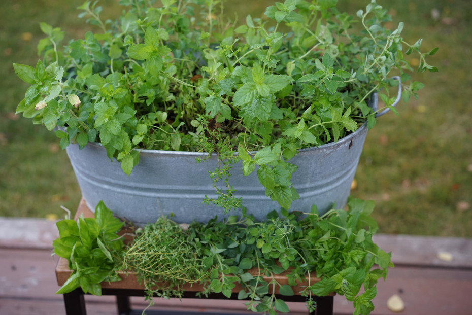 How to Make Mint Tea from Your Organic Herb Garden • Gardenary