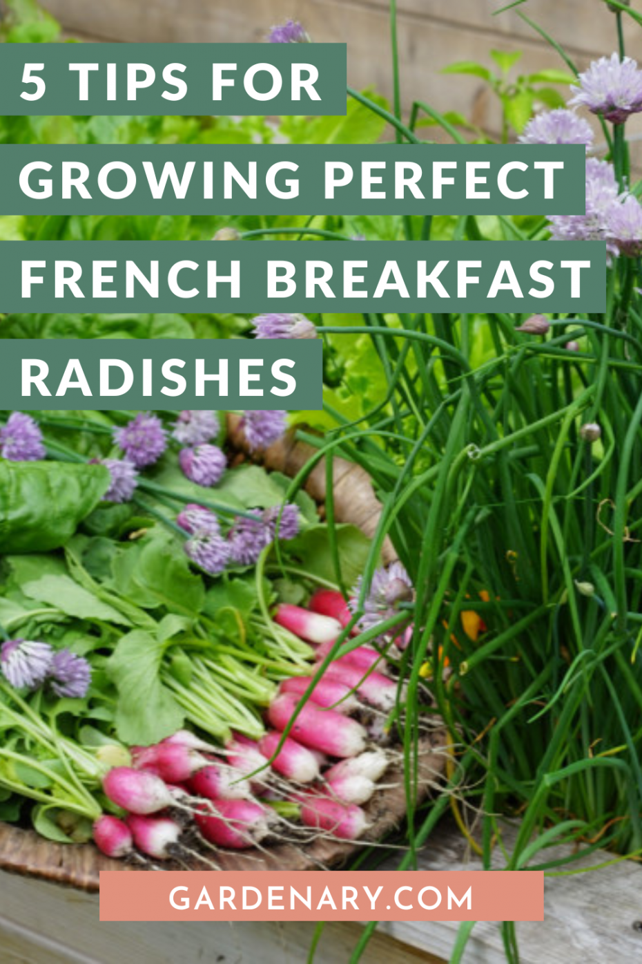 5 Tips for Growing Perfect French Breakfast Radishes • Gardenary
