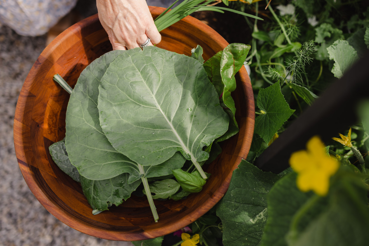 3 Signs Your Cabbage Is Ready to Be Harvested from the Garden • Gardenary