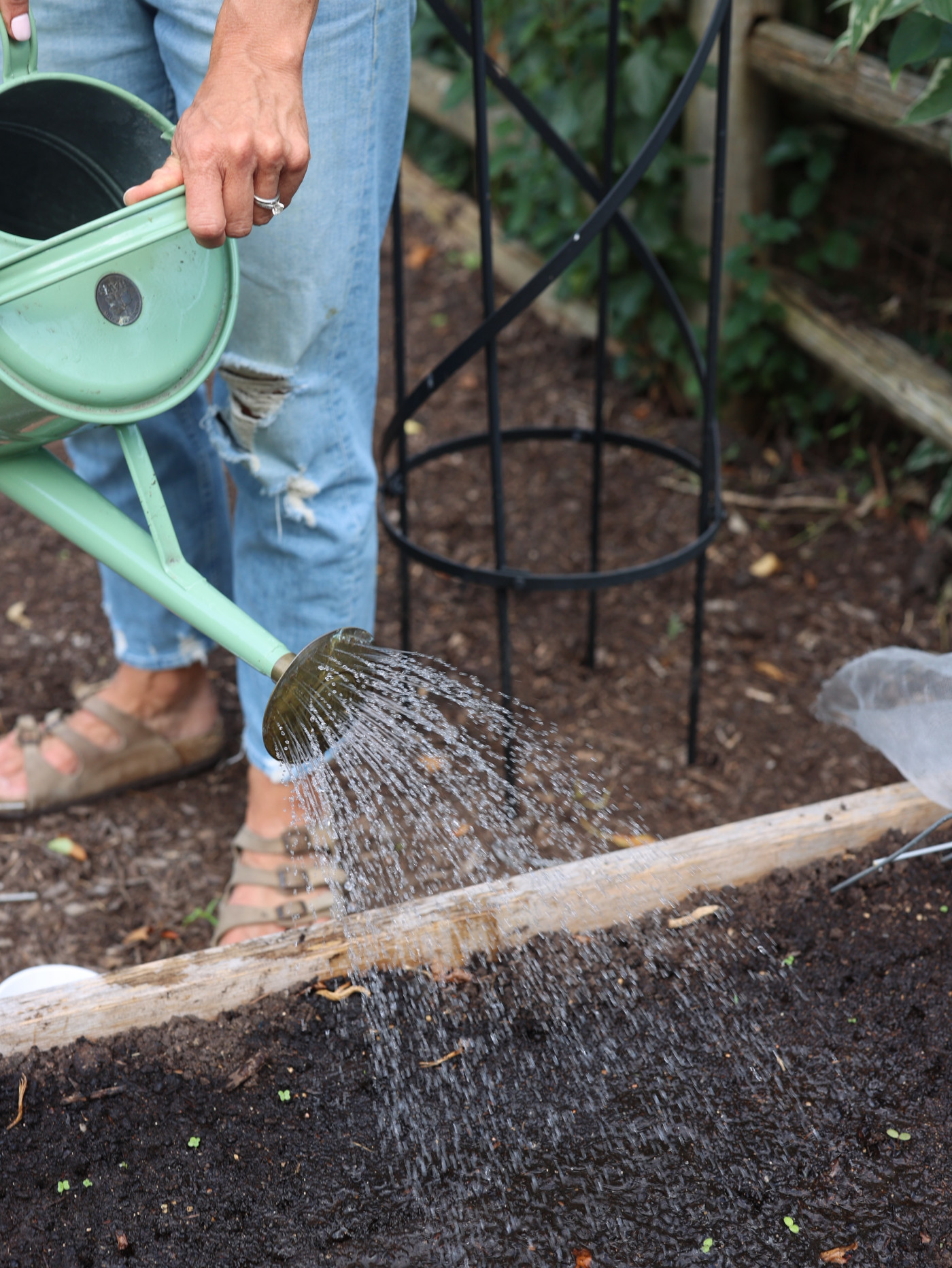 How to Grow Organic Carrots in a Raised-Bed Kitchen Garden • Gardenary