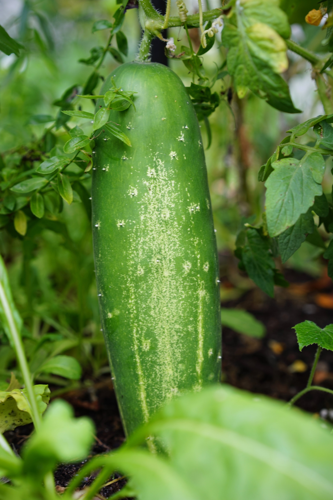 12 Things You Didn't Know About Cucumbers • Gardenary