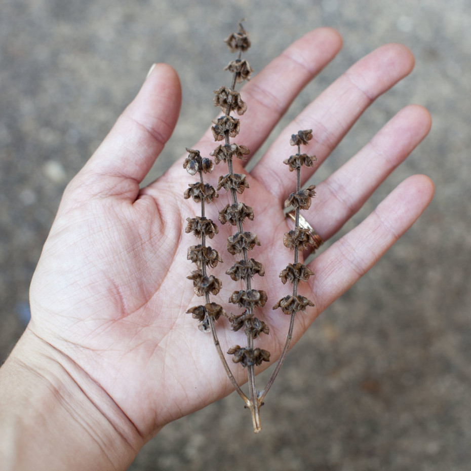 How To Save Basil Seeds From Your Herb Garden Gardenary