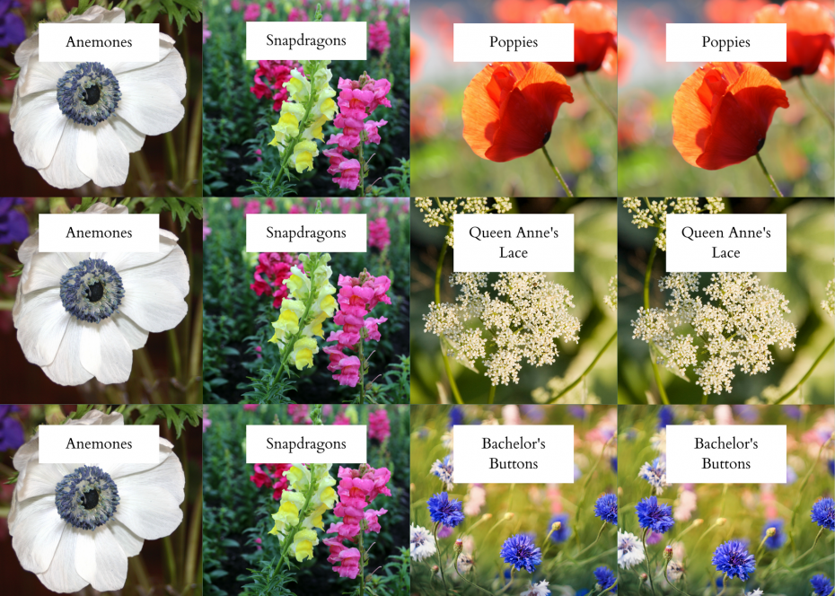 How To Start A Cut Flower Garden For Beginners Gardenary