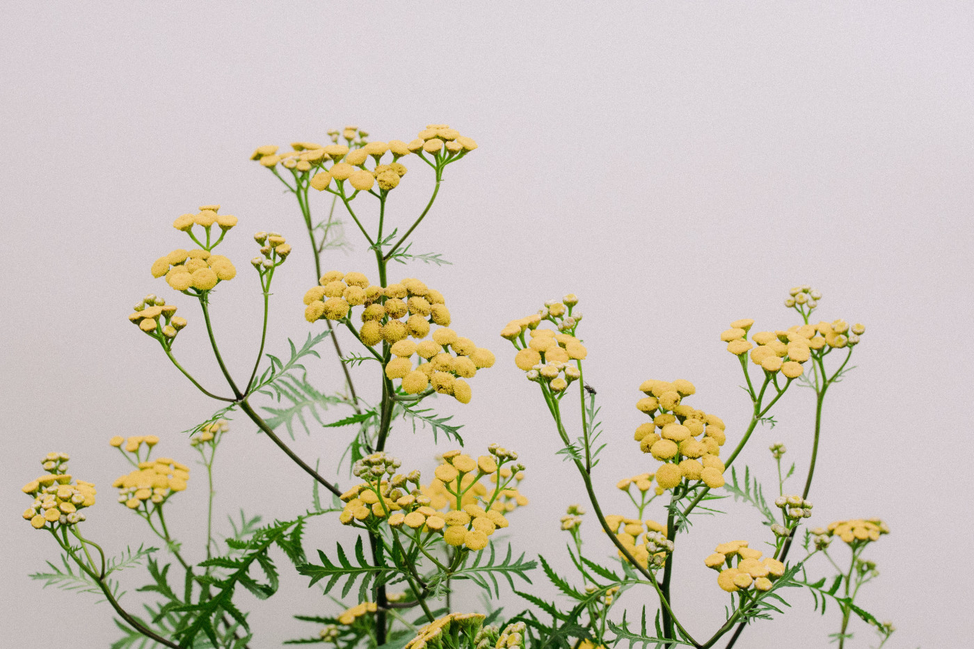 7 Edible Flowers to Grow in Your Kitchen Garden • Gardenary