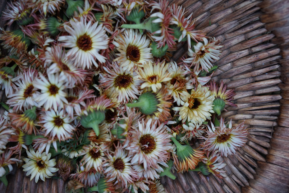 How to Use Trap Crops in Your Garden • Gardenary