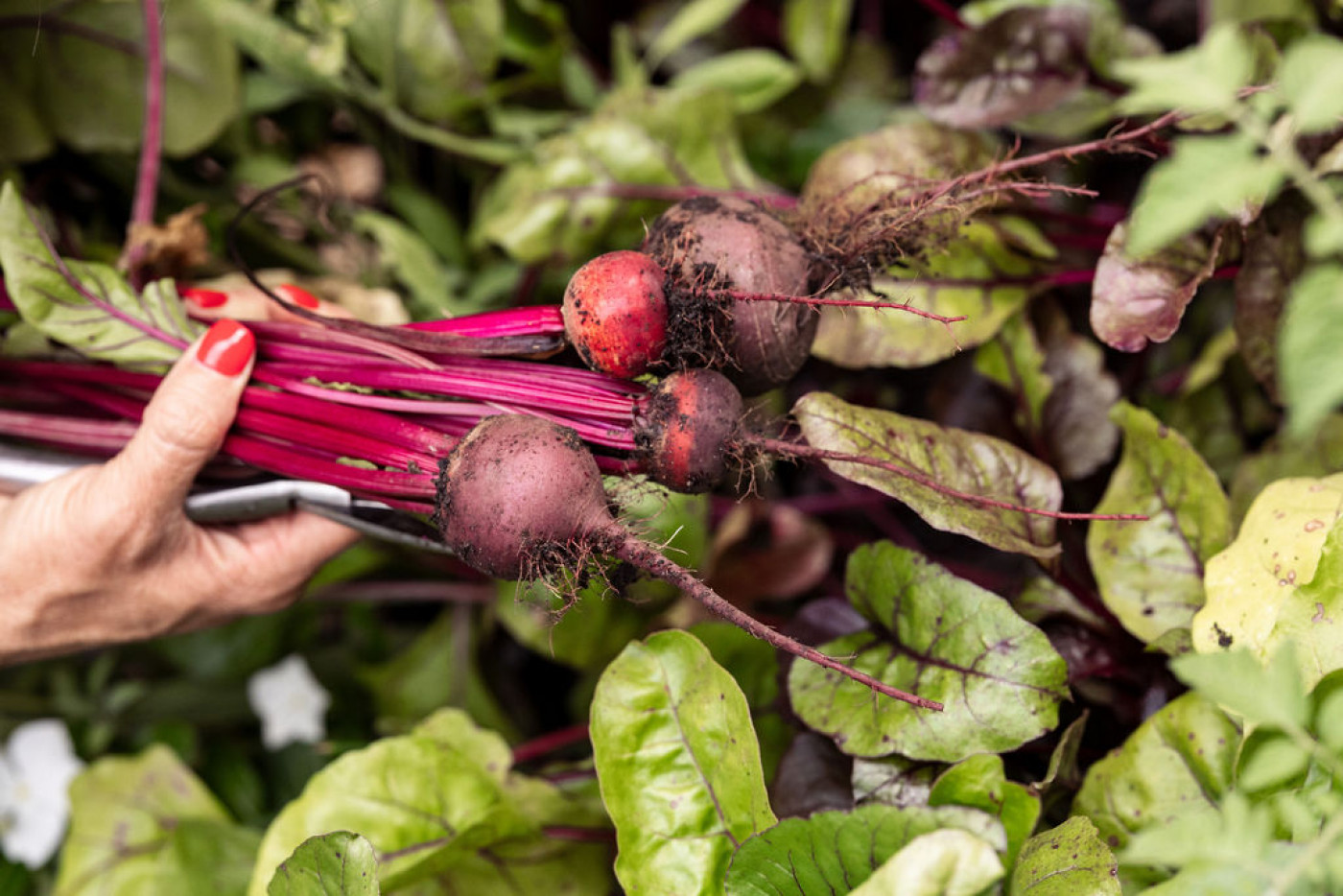 3 Signs Your Beets Are Ready to Harvest • Gardenary