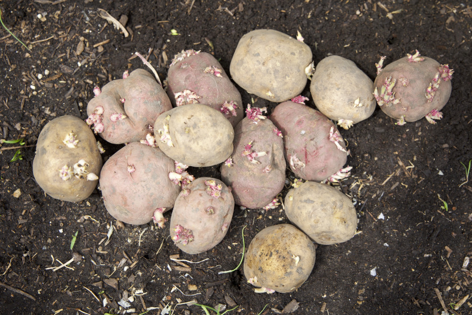 6 Easy Steps to Grow Your Own Organic Potatoes • Gardenary
