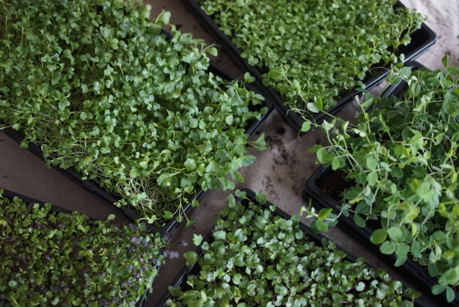 How to Grow Broccoli in an Organic Kitchen Garden • Gardenary