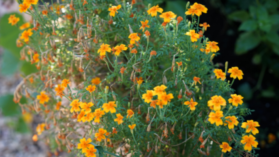 How to Save Your Own Marigold Seeds • Gardenary