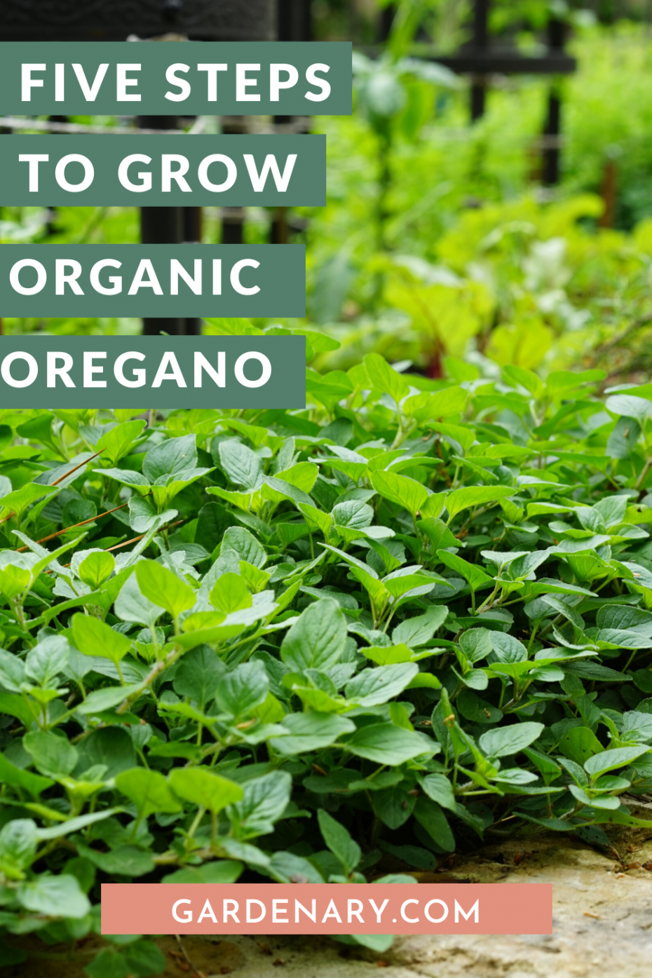 5 Steps to Grow Organic Oregano • Gardenary