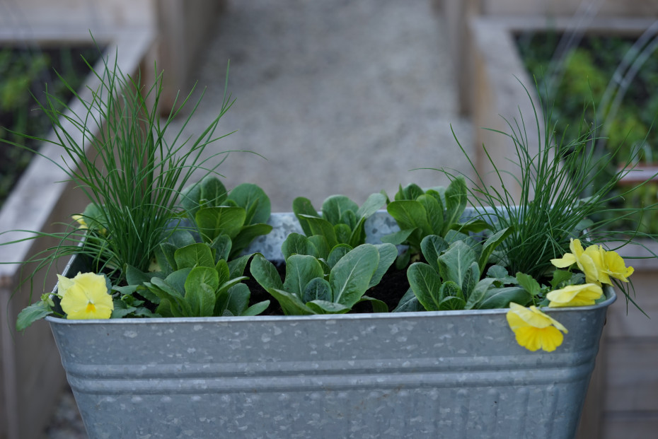Create a Cut and Come Again Salad Planter for Earth Day • Gardenary
