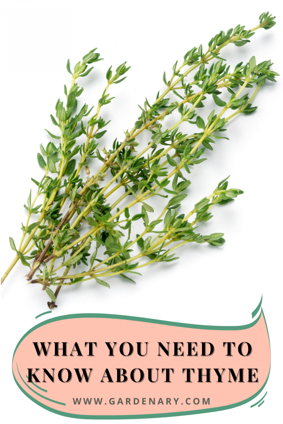 What You Need to Know about Thyme • Gardenary